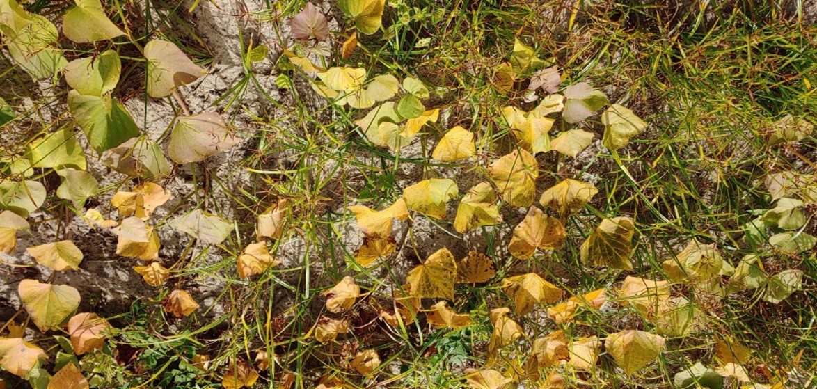 Integrated Management of Southern Root-Knot Nematode on Sweet Potato ...