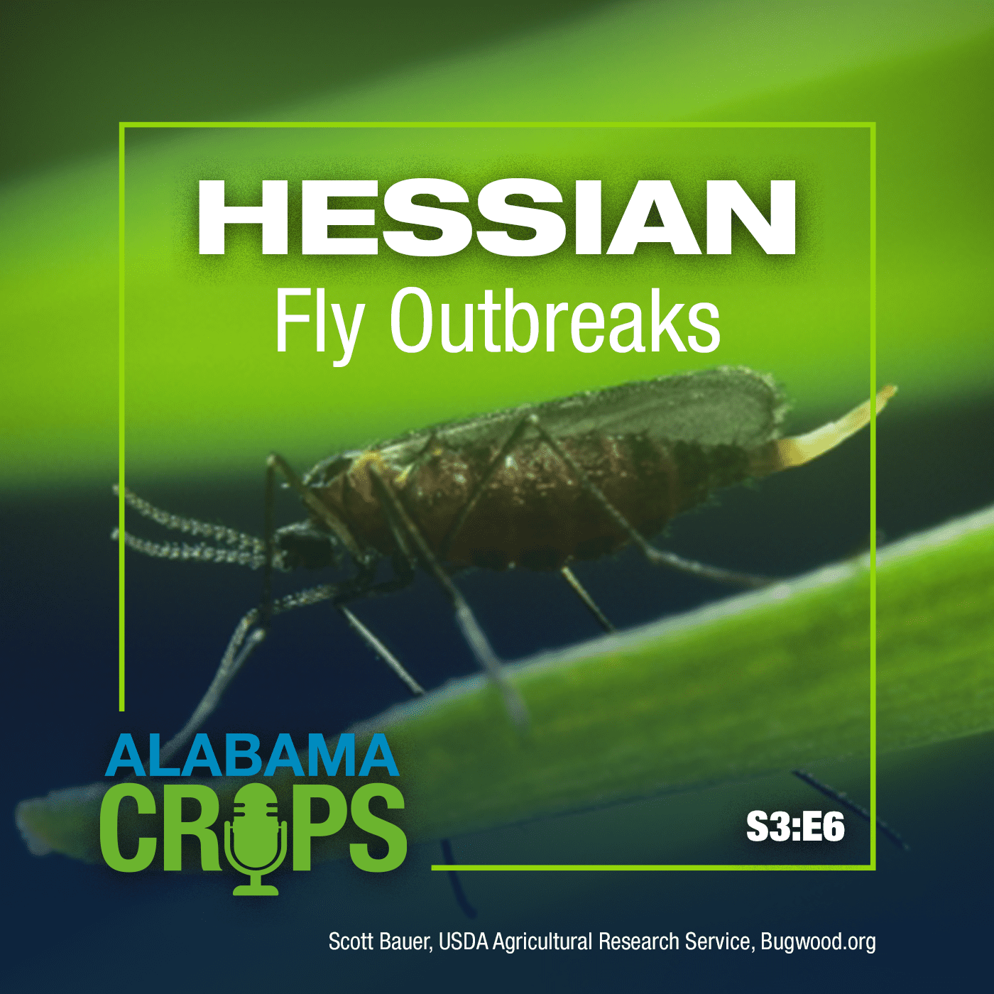 Season 3 Episode 6 – Hessian Fly Outbreaks - Alabama Cooperative ...