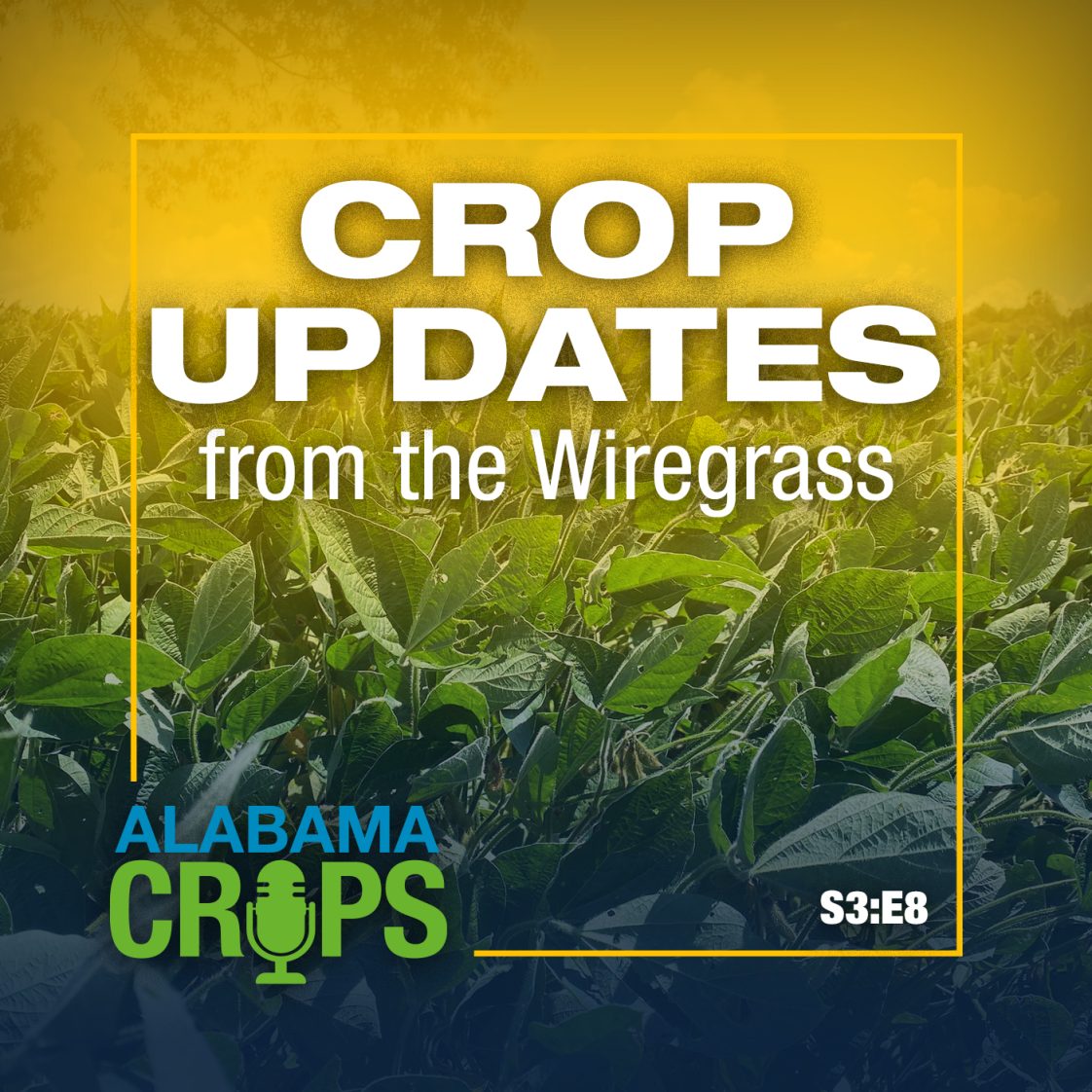 Season 3 Episode 8 – Crop Updates from the Wiregrass - Alabama ...