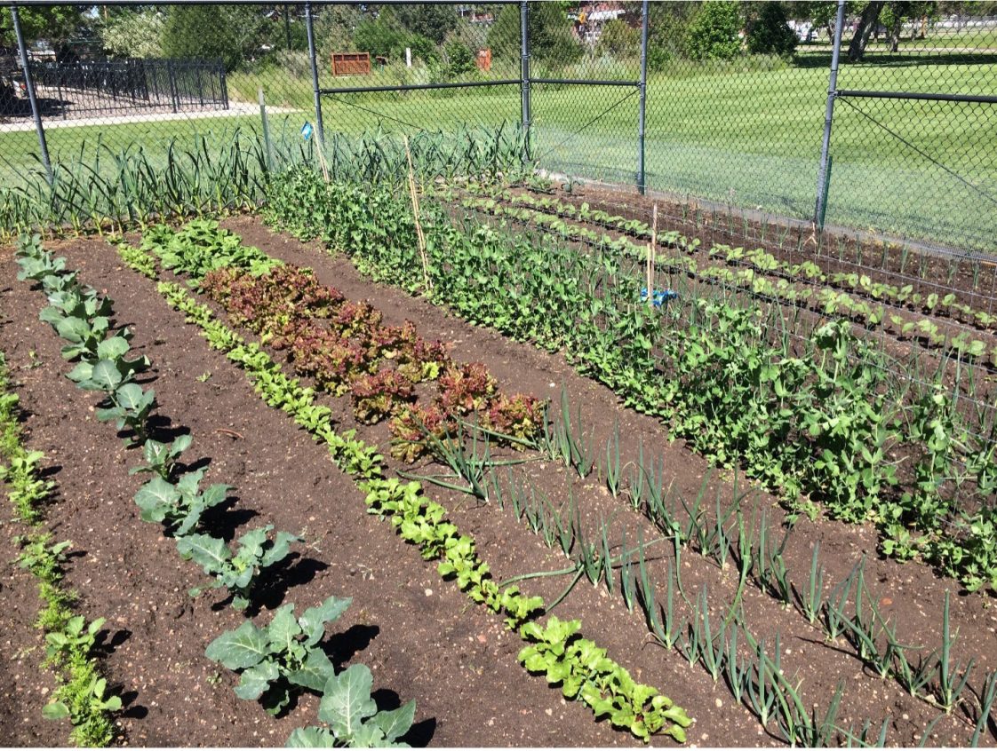 Community Vegetable Gardens Community Vegetable Gardens
