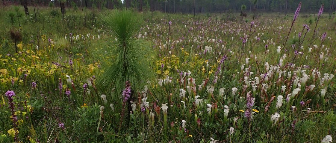 Meet Alabama’s Meat-Eating Pitcher Plants - Alabama Cooperative ...