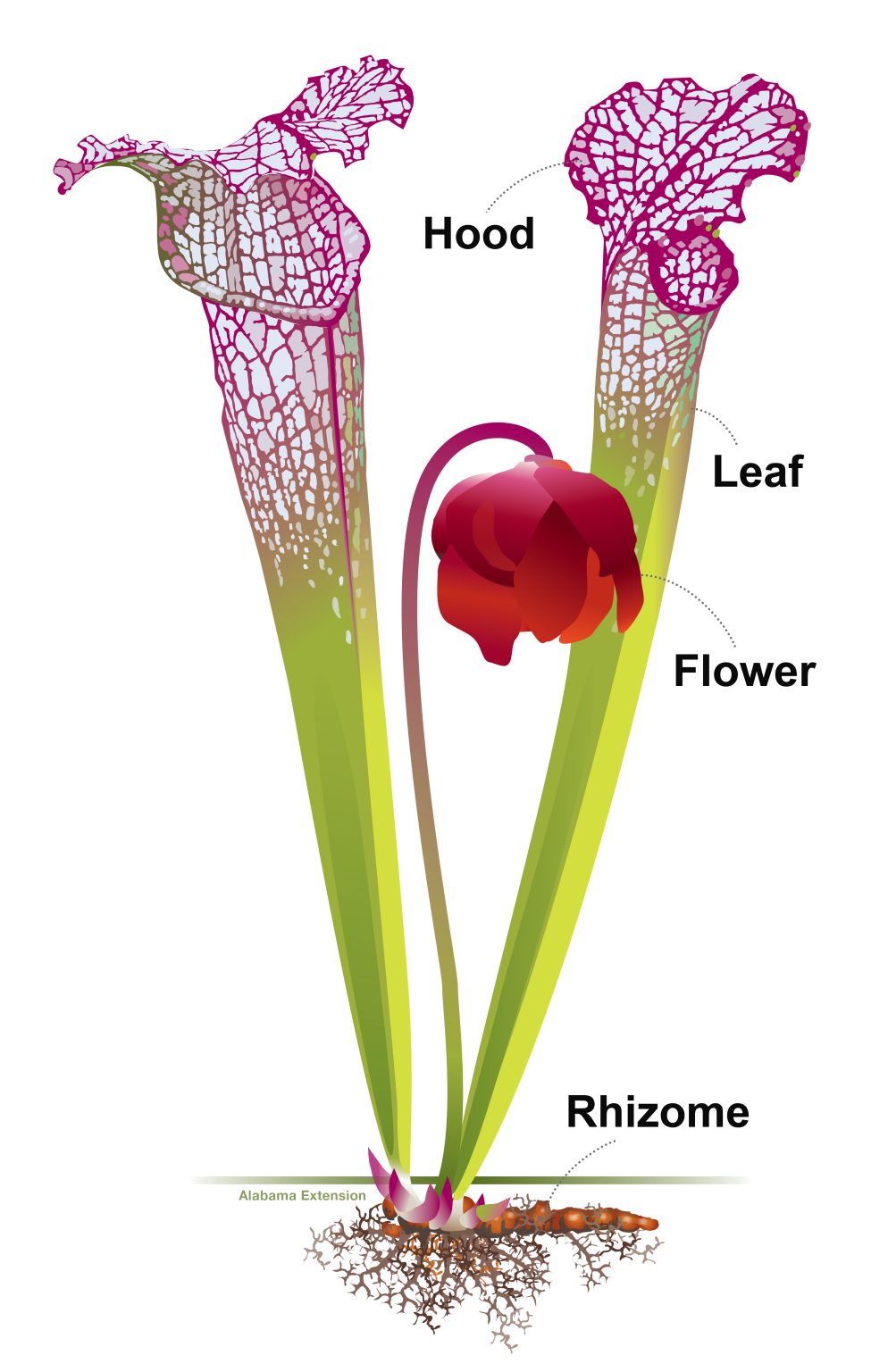 Meet Alabama’s Meat-Eating Pitcher Plants - Alabama Cooperative ...