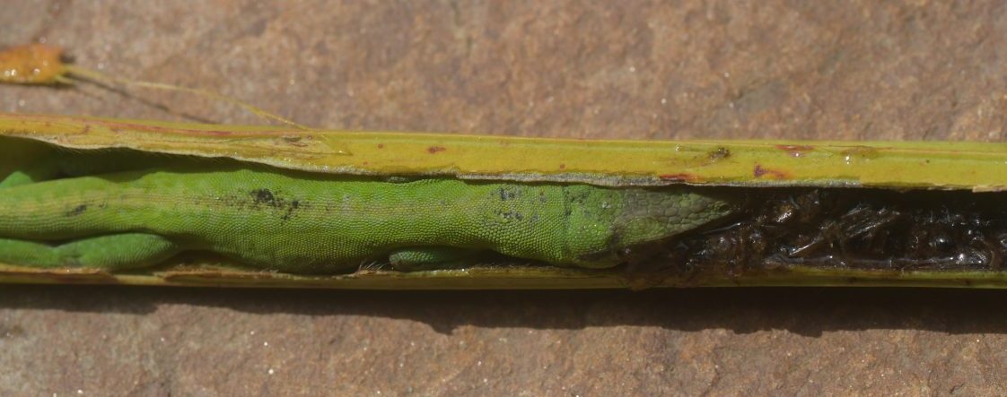 Meet Alabama’s Meat-Eating Pitcher Plants - Alabama Cooperative ...