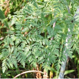 Poison Hemlock in Alabama - Alabama Cooperative Extension System