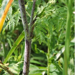 Poison Hemlock in Alabama - Alabama Cooperative Extension System