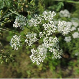Poison Hemlock in Alabama - Alabama Cooperative Extension System