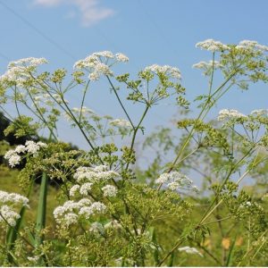 Poison Hemlock in Alabama - Alabama Cooperative Extension System