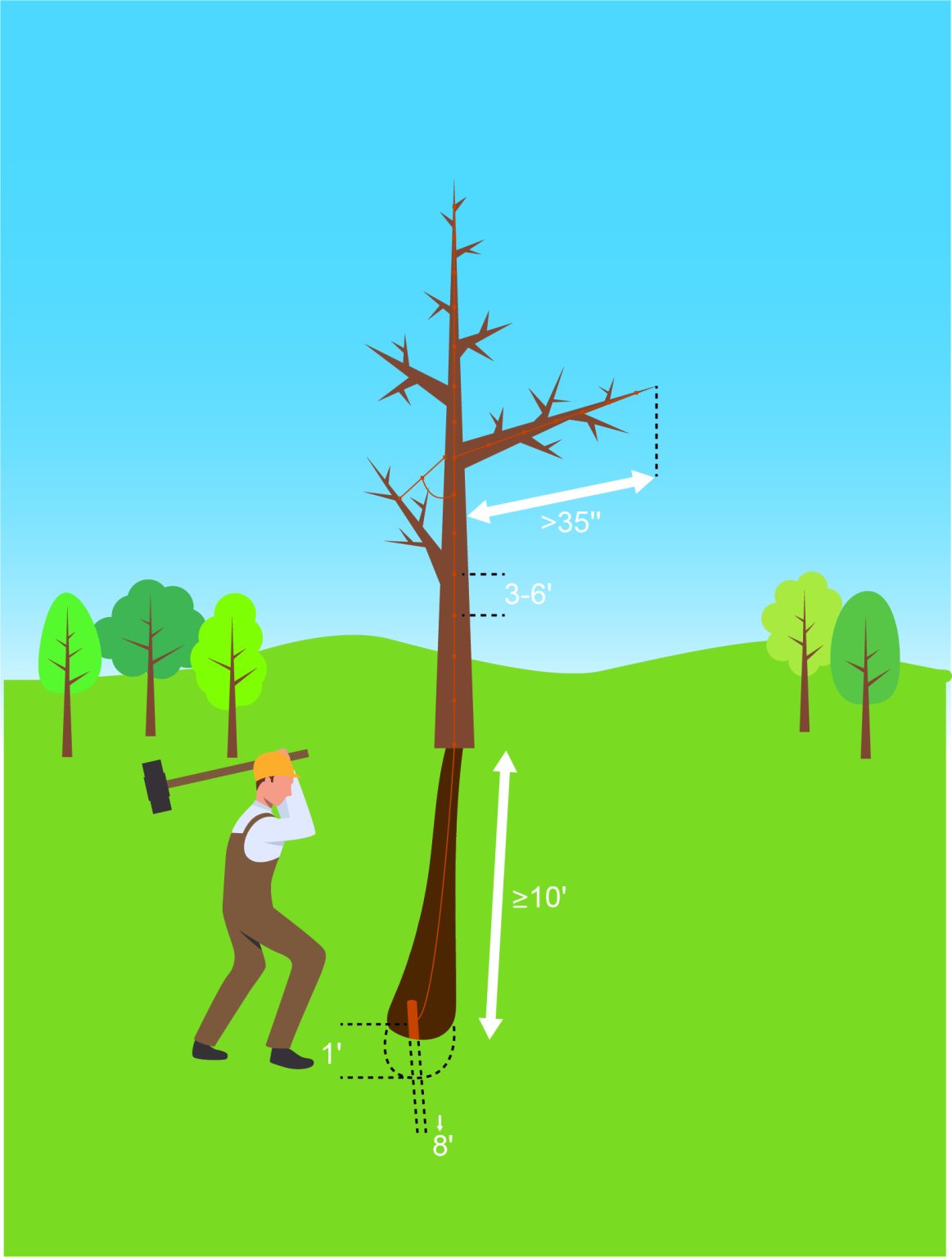 Caring for Lightning-Struck Trees - Alabama Cooperative Extension System