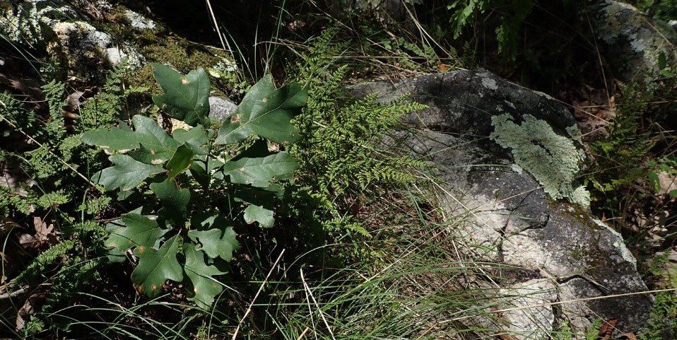 Alabama’s Unique Dwarf Oak - Alabama Cooperative Extension System