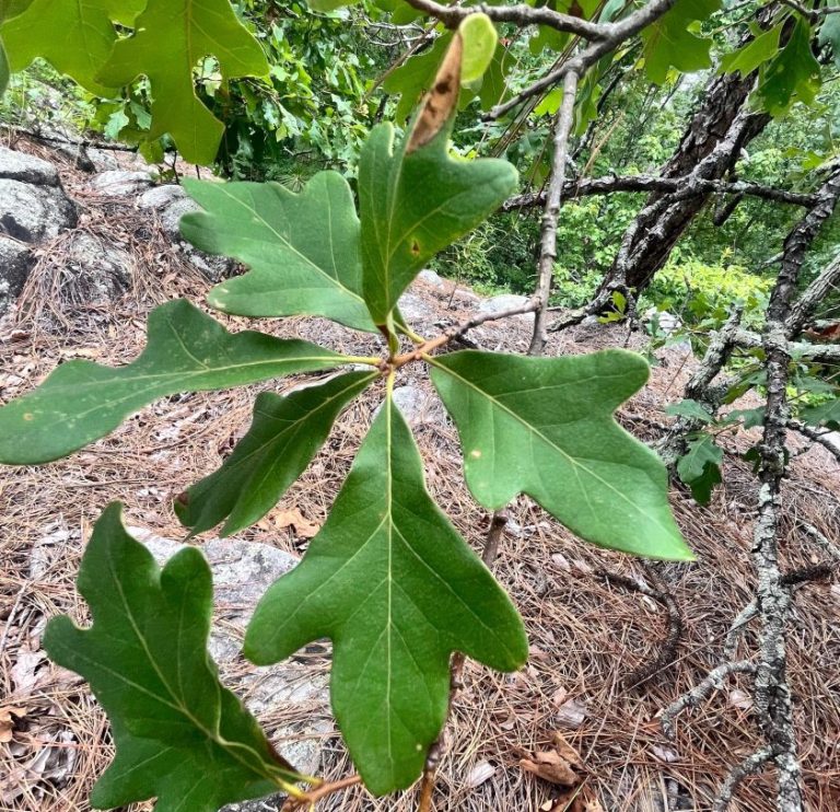 Alabama’s Unique Dwarf Oak - Alabama Cooperative Extension System