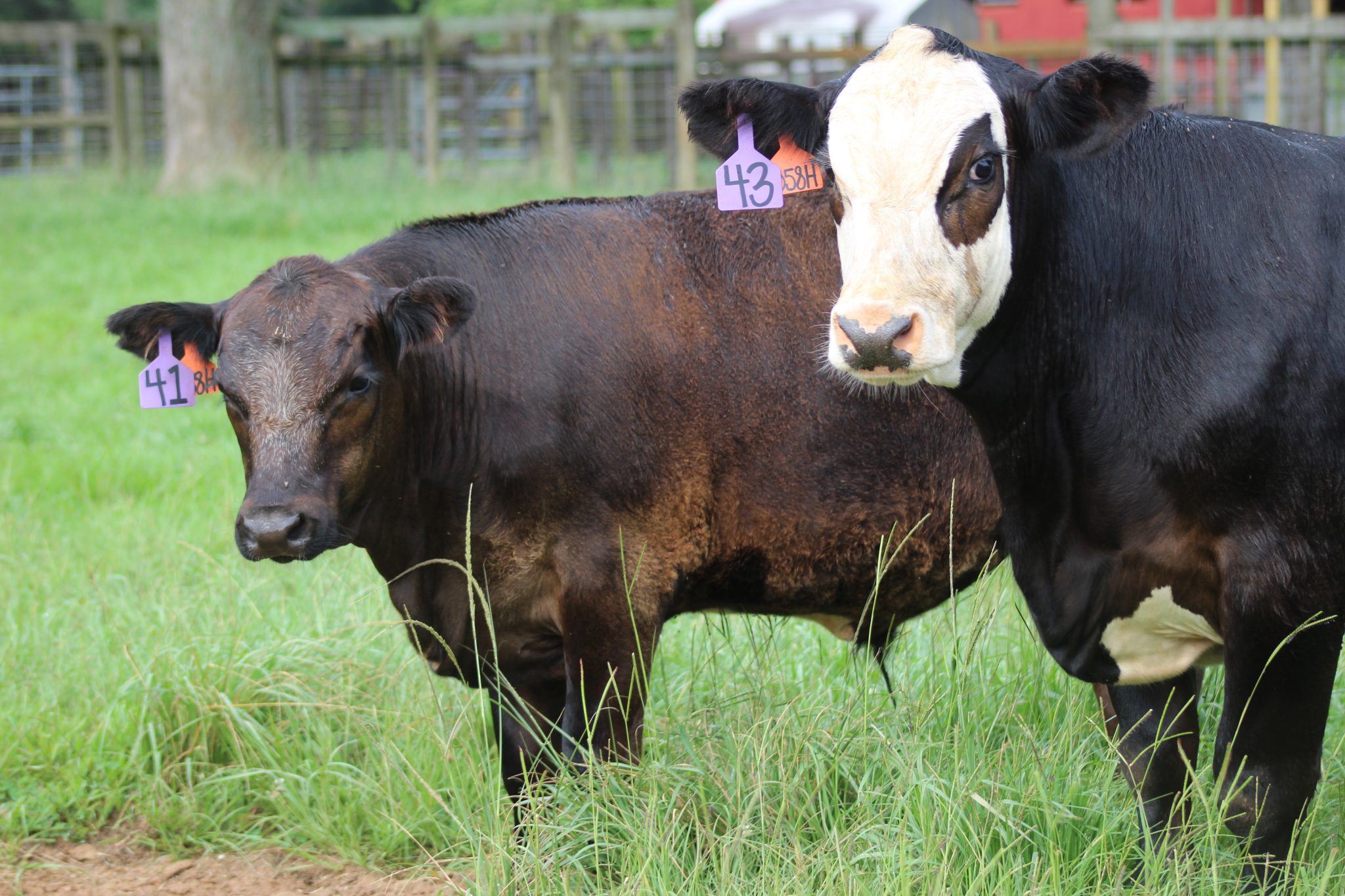 Determining the Best Time of Year to Calve - Alabama Cooperative ...