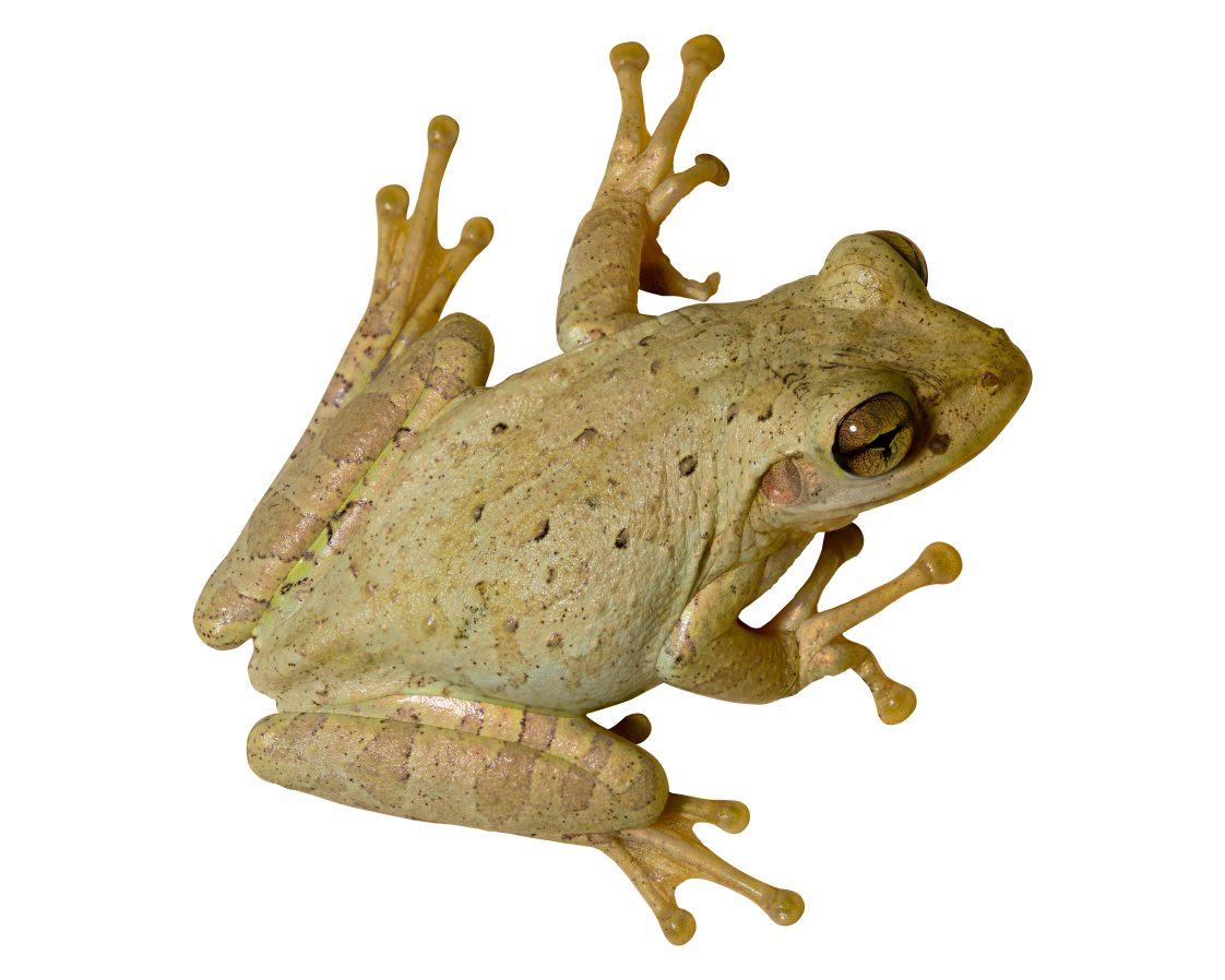 Alabama Invader: The Cuban Treefrog - Alabama Cooperative Extension System