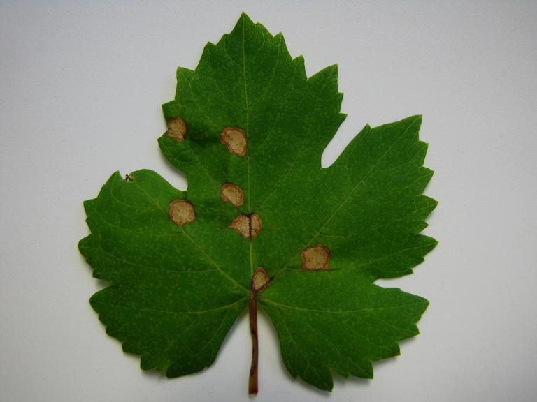 Home Orchards Disease and Insect Identification Guide - Alabama Cooperative Extension System