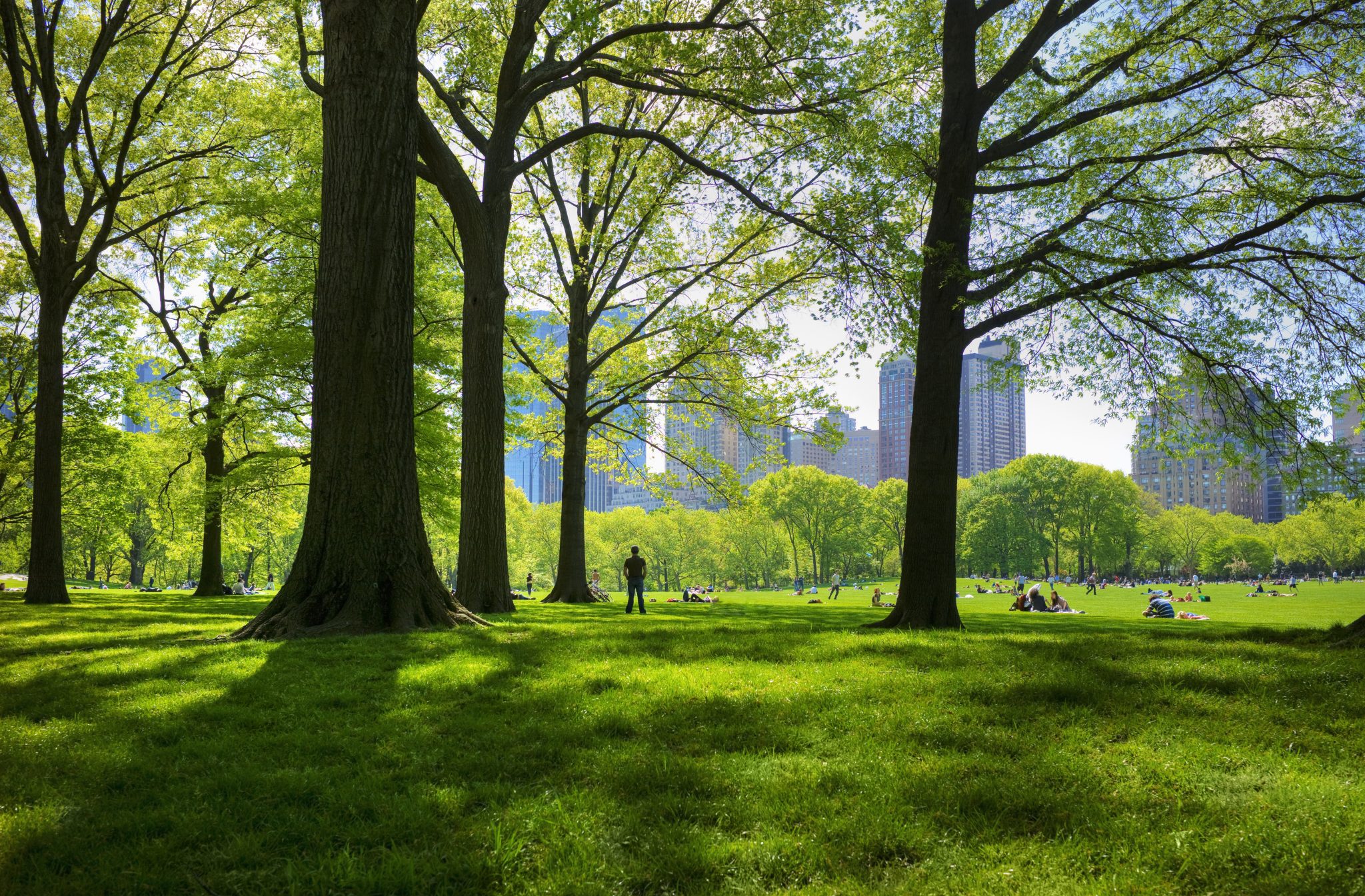 Economic and Socio-Ecological Importance of Urban Forest Carbon Stocks ...