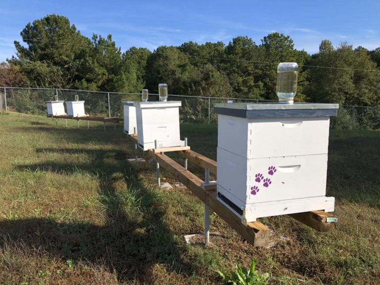 Establishing a Honey Bee Colony - Alabama Cooperative Extension System