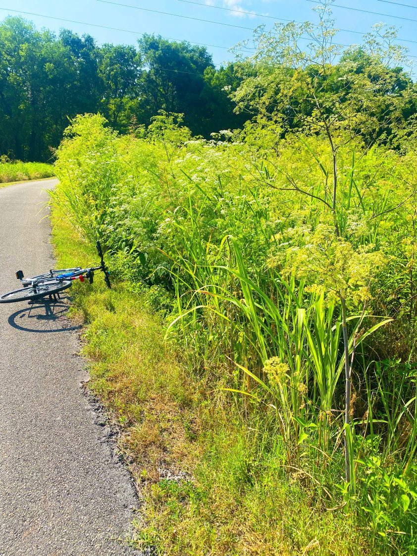 Poison Hemlock in Alabama - Alabama Cooperative Extension System