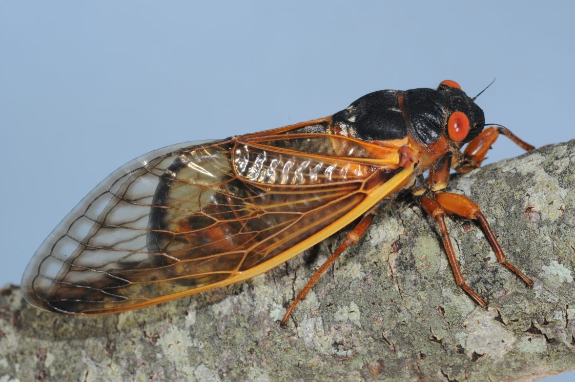 Predicted Double-Brood Emergence of Cicadas a Nonevent for Alabama ...