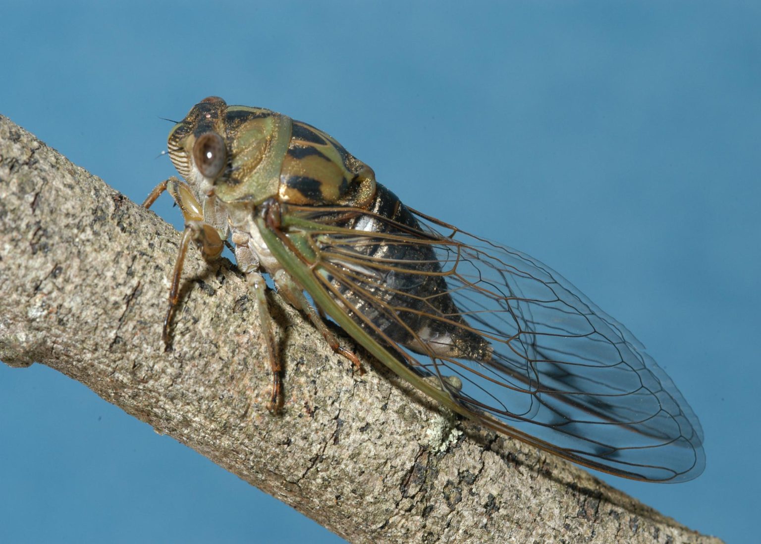 Predicted Double-Brood Emergence of Cicadas a Nonevent for Alabama ...