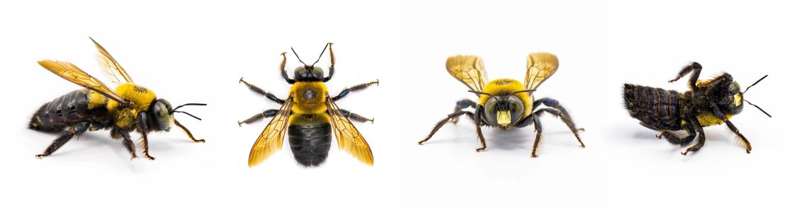 Alabama Invader: Sculptured Resin Bee - Alabama Cooperative Extension ...