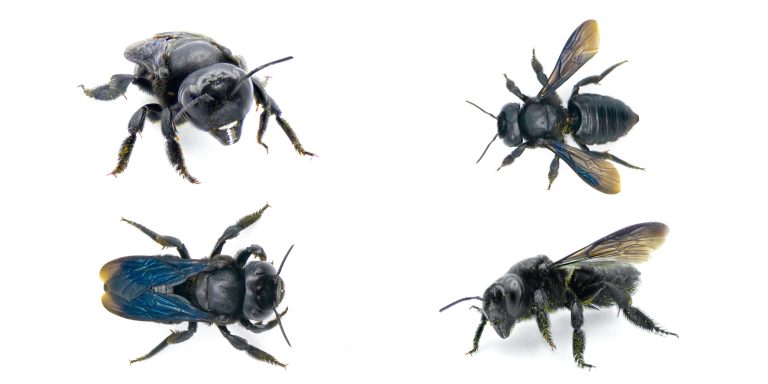Alabama Invader: Sculptured Resin Bee - Alabama Cooperative Extension ...