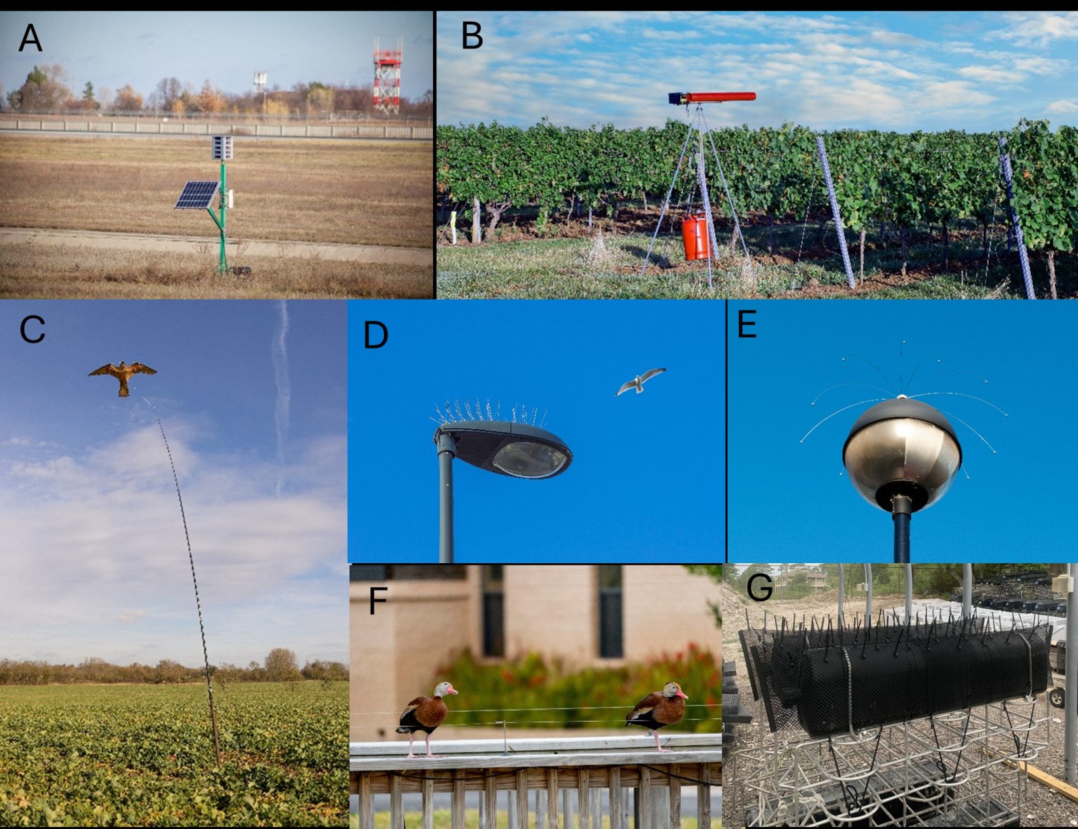 Seabird Interactions with Floating Oyster Aquaculture Gear - Alabama ...