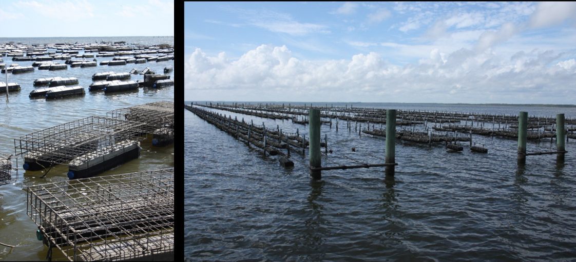 Seabird Interactions with Floating Oyster Aquaculture Gear - Alabama ...