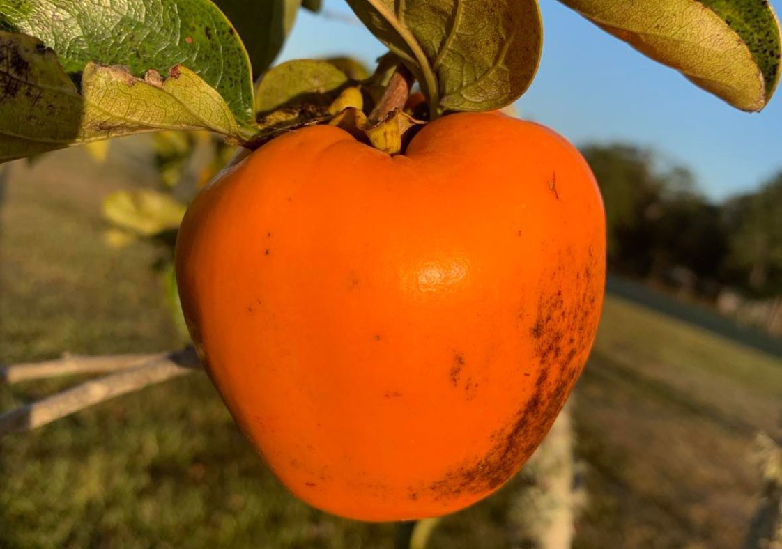 South Alabama Gardening: Creating a Low-Maintenance Fruit Orchard ...