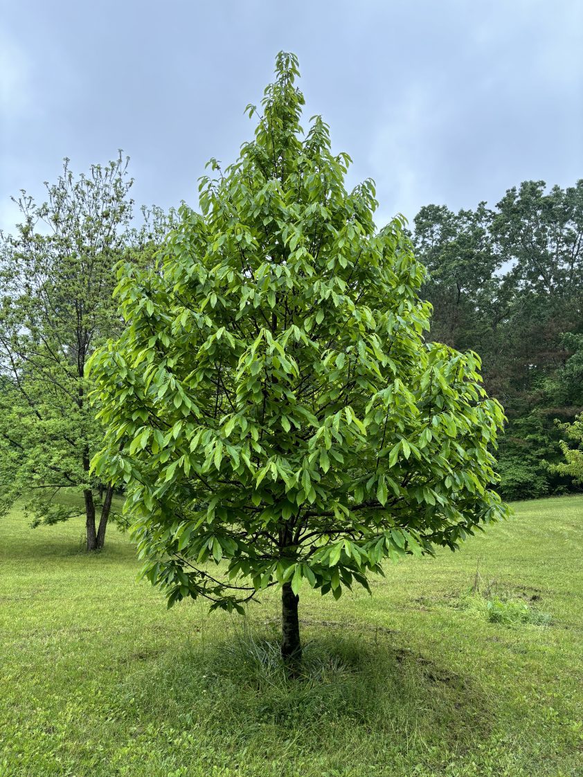 Pawpaw Production Guide - Alabama Cooperative Extension System