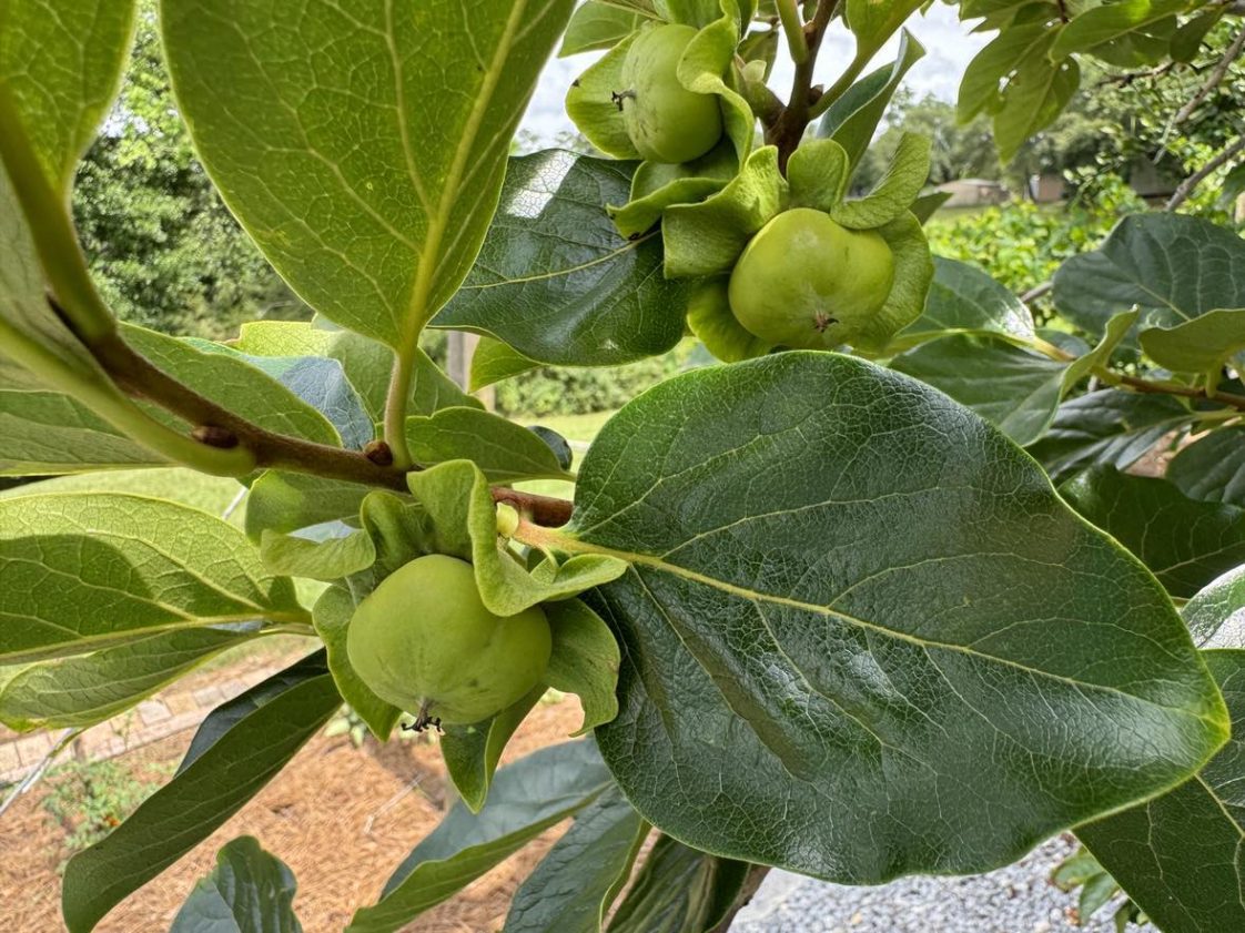 South Alabama Gardening: Creating a Low-Maintenance Fruit Orchard ...