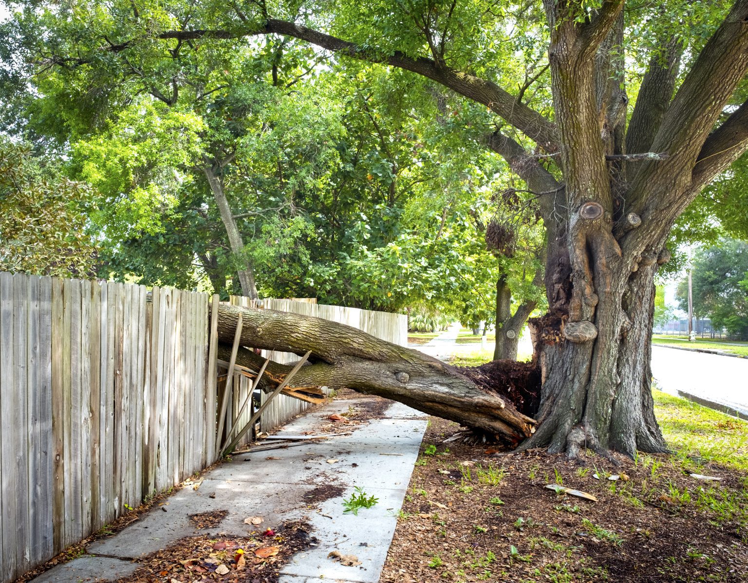 How Tree Growth Affects Tree Failure - Alabama Cooperative Extension System