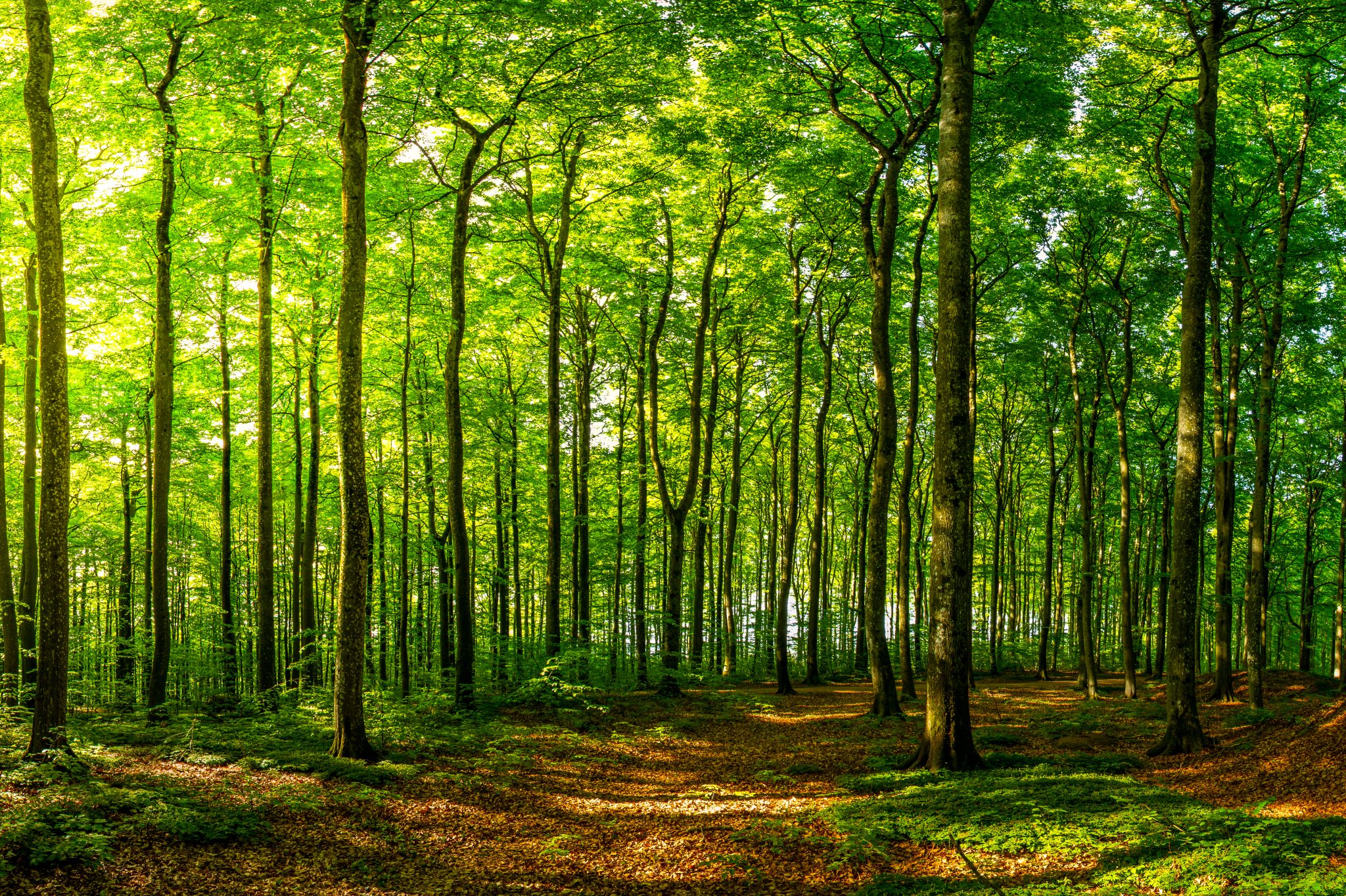 How Tree Growth Affects Tree Failure - Alabama Cooperative Extension System