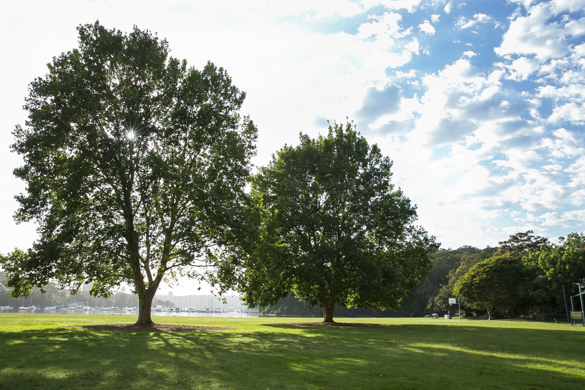 How Tree Growth Affects Tree Failure - Alabama Cooperative Extension System