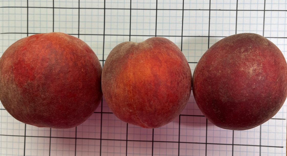 ‘EveRes Ruby’: Early Season, Bacterial Spot Tolerant Peach Cultivar ...