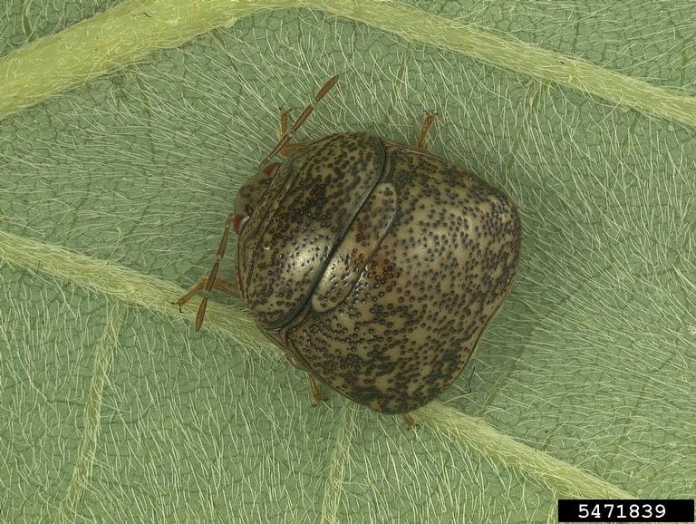 Kudzu Bugs: Little Stinkers - Alabama Cooperative Extension System