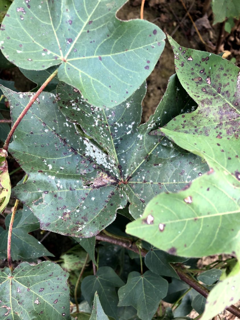 Areolate Mildew of Cotton - Alabama Cooperative Extension System