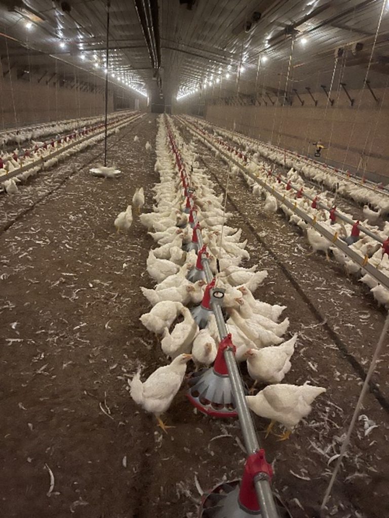 Managing Uniformity in Rearing: Feeder Space and Feed Distribution ...