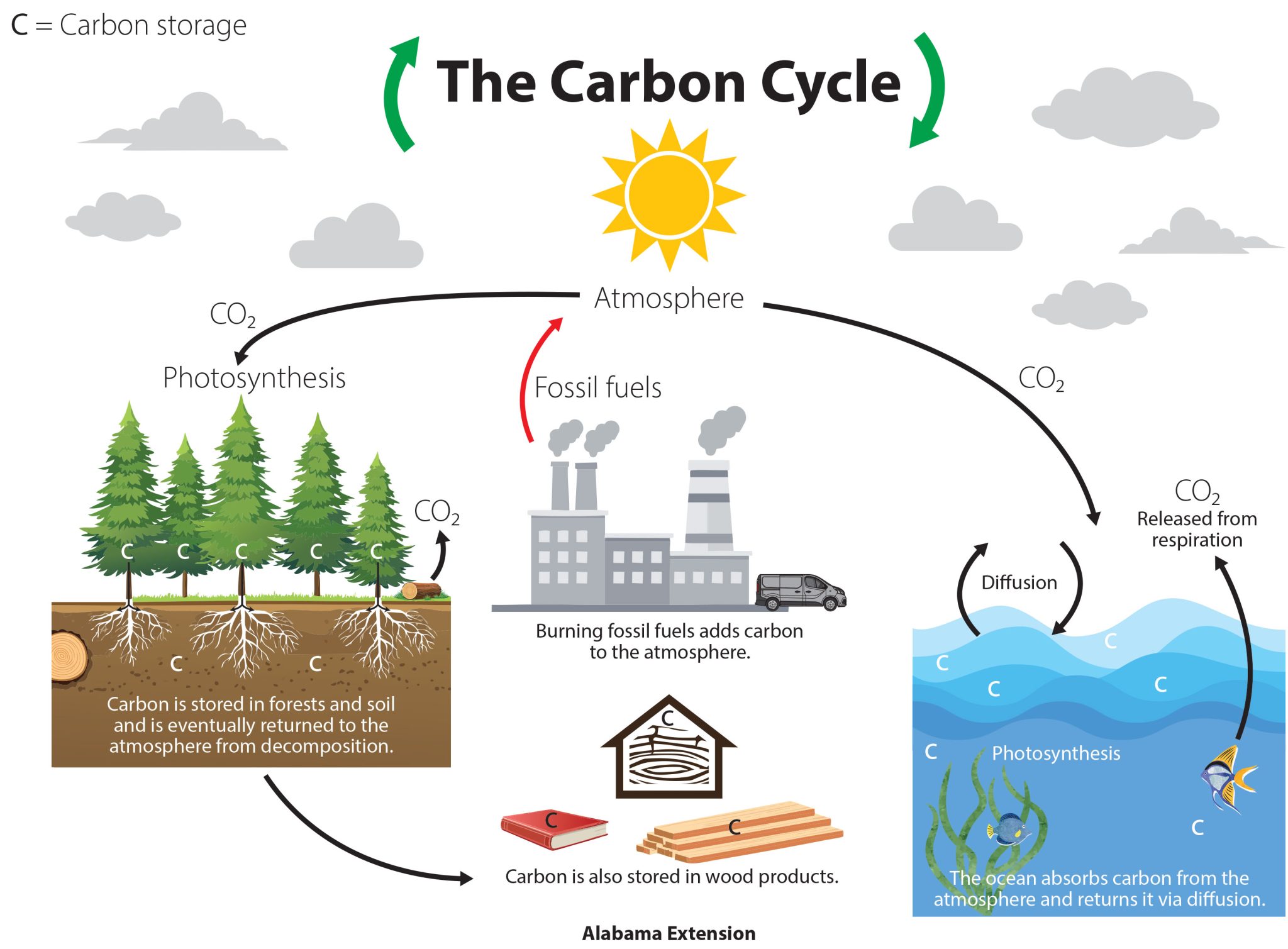 Effective Climate-Smart Forestry: Carbon Cycle & Storage Options ...