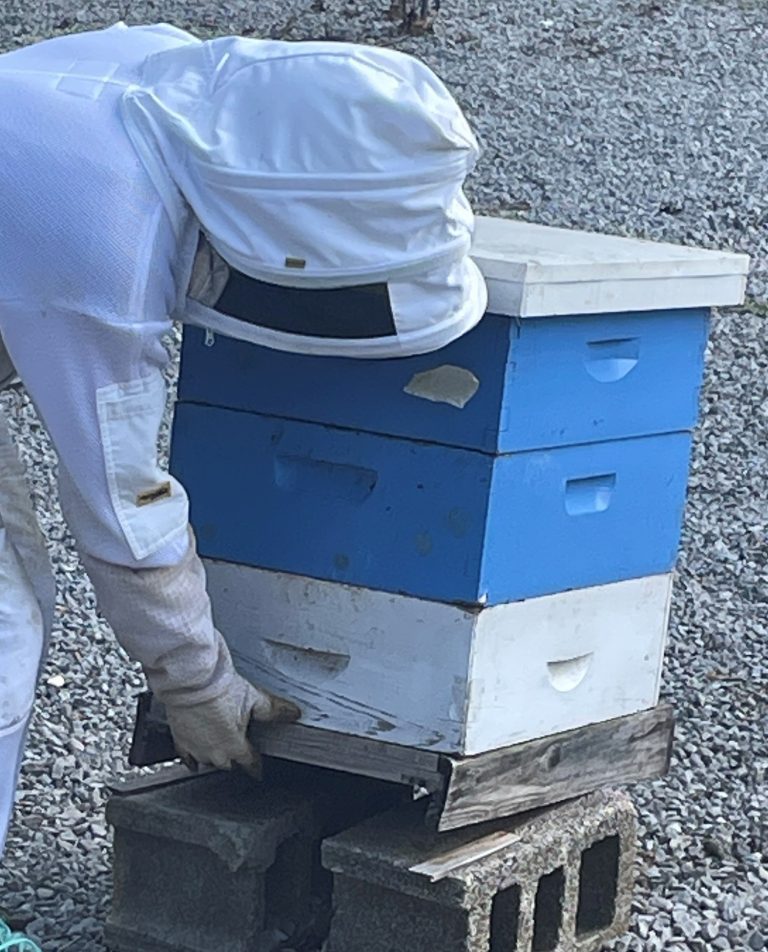 Supplemental Feeding for Honey Bees - Alabama Cooperative Extension System