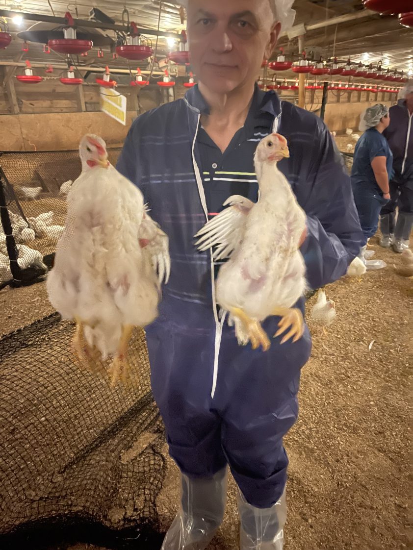 Grading Procedures During Rearing in Poultry Production - Alabama ...