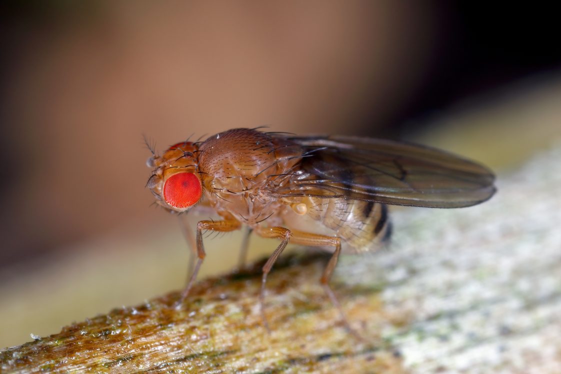 First Report: Parasitic Wasp of Spotted Wing Drosophila in Alabama ...