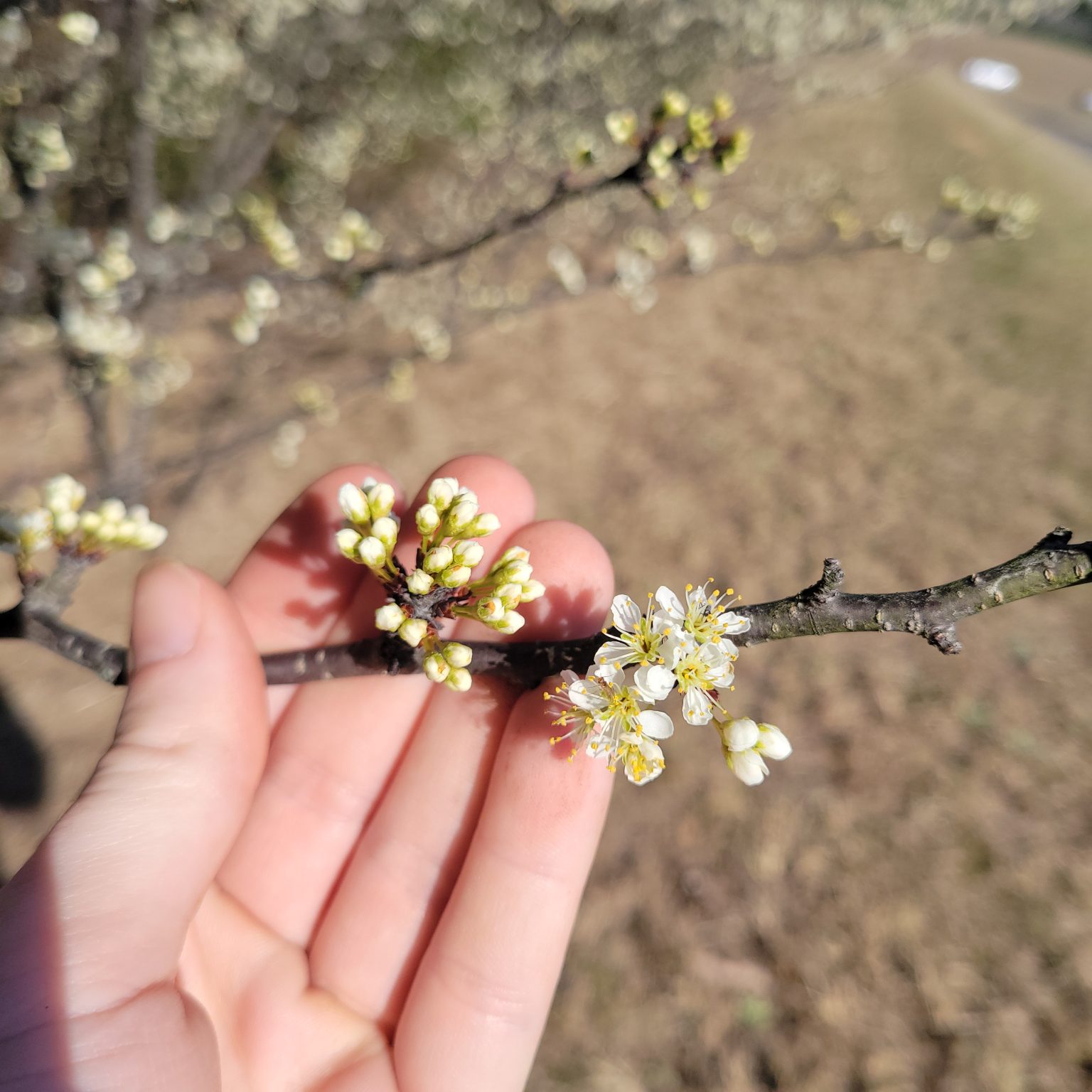 Native Fruits: Wild Plums - Alabama Cooperative Extension System