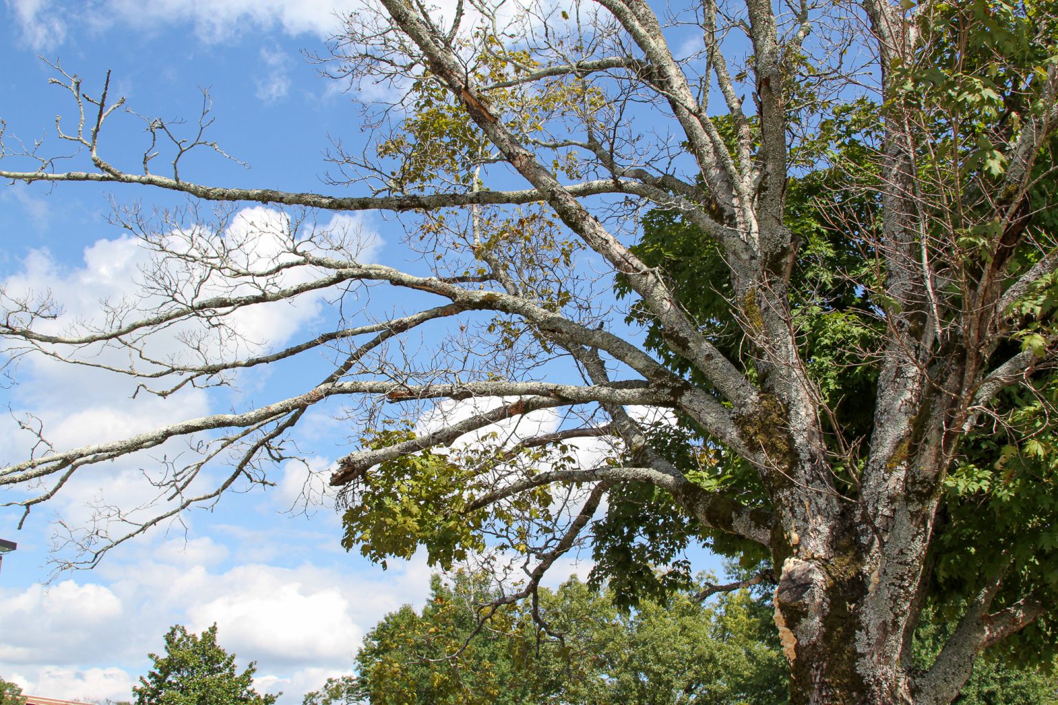 Spotting Danger: How to Identify & Assess Hazard Trees - Alabama ...