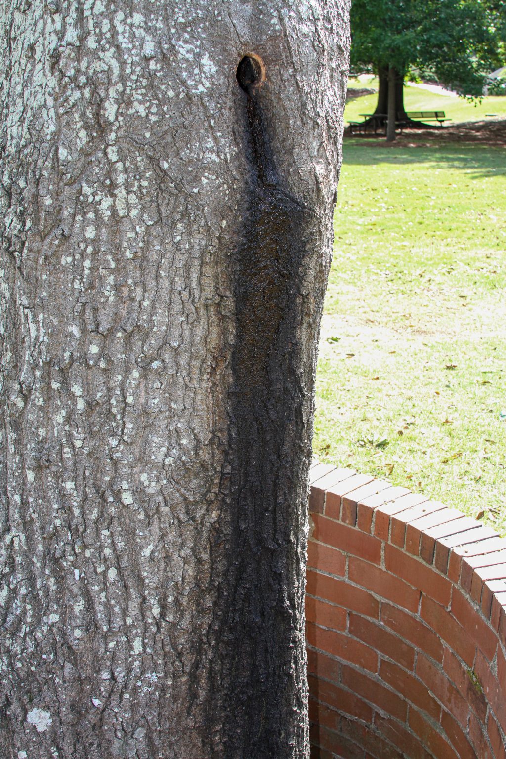 Spotting Danger: How to Identify & Assess Hazard Trees - Alabama ...