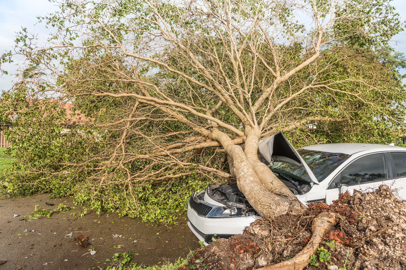 Tree Risk Management: Mitigating Consequences & Enhancing Safety ...