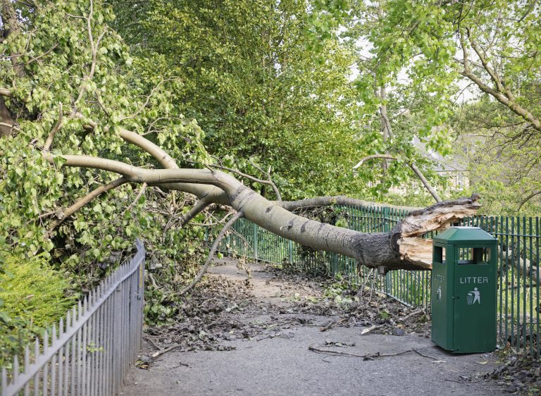 Tree Risk Management: Mitigating Consequences & Enhancing Safety ...