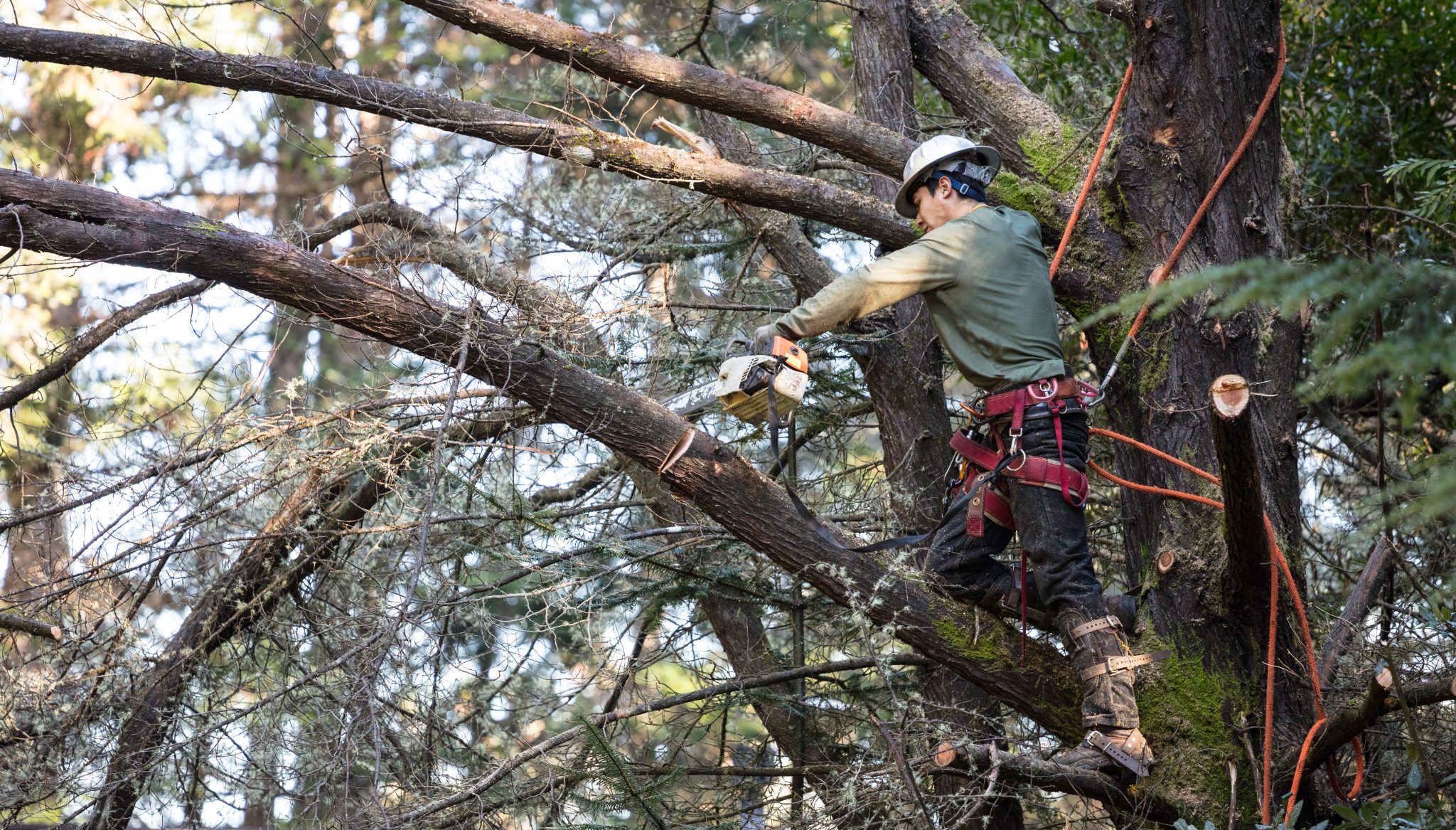 Tree Risk Management: Mitigating Consequences & Enhancing Safety ...