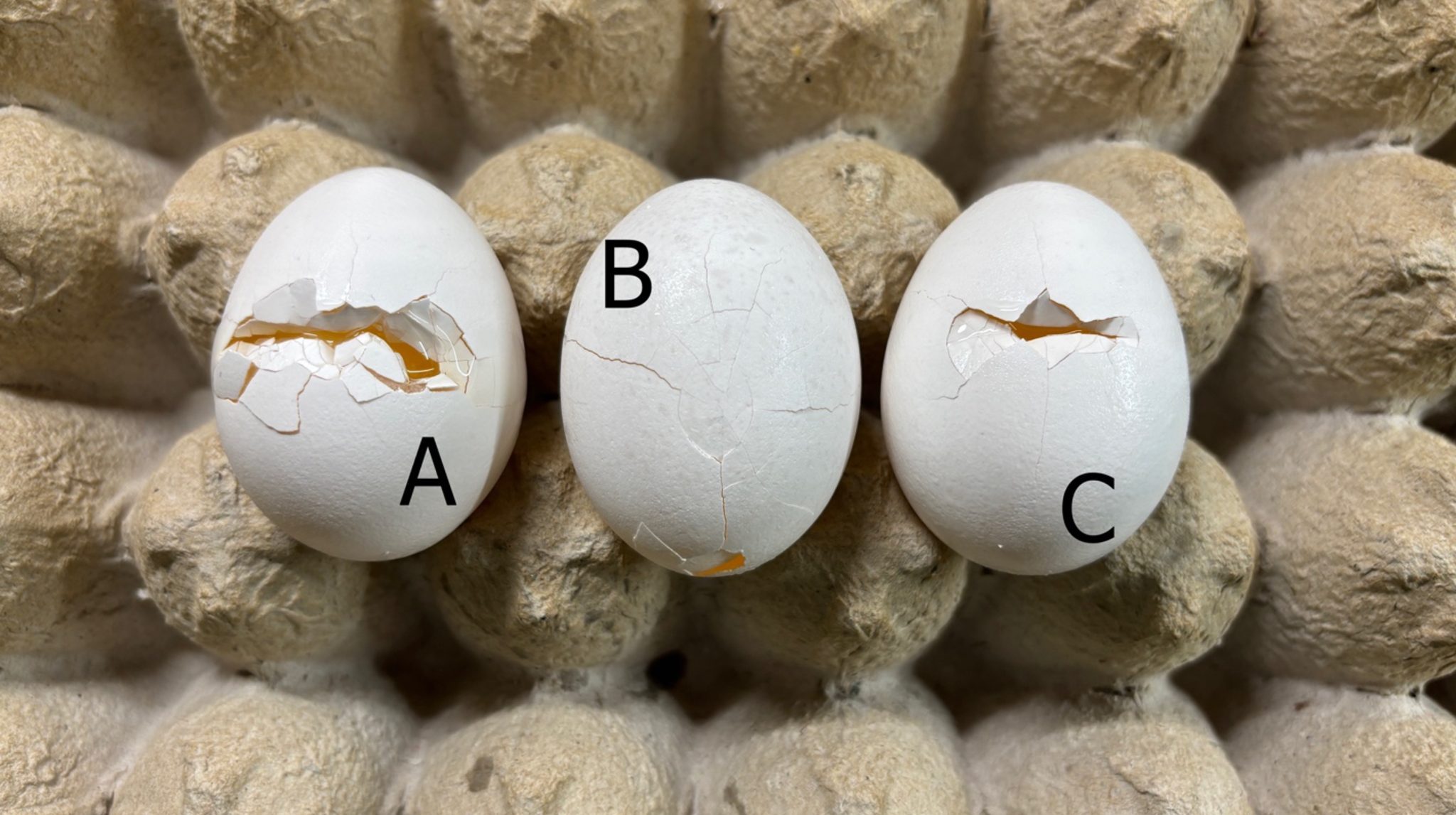 Tips for Enhancing Egg Quality & Safety from Washing to Cooking ...