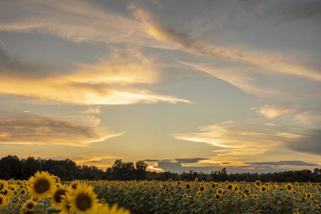 Ag in Alabama: Opportunities & Challenges for Economic Development ...