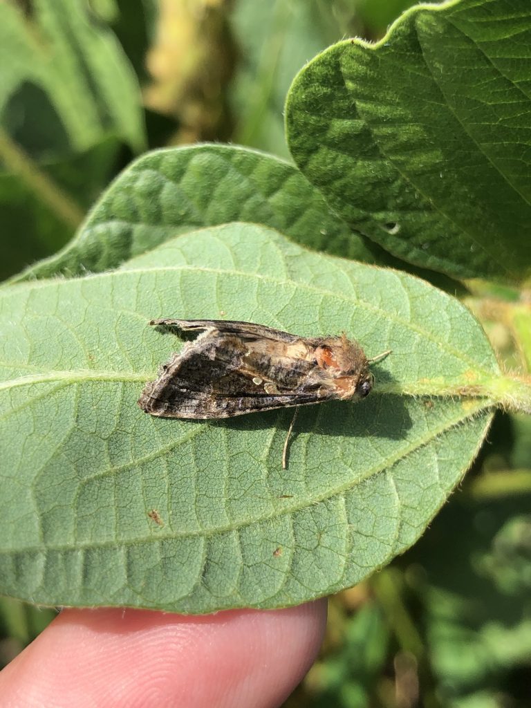 Pests of Alabama Soybeans: Soybean Looper - Alabama Cooperative Extension System