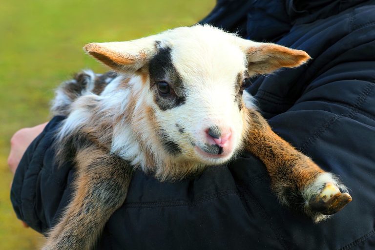 Neonatal Hypothermia in Small Ruminants - Alabama Cooperative Extension ...